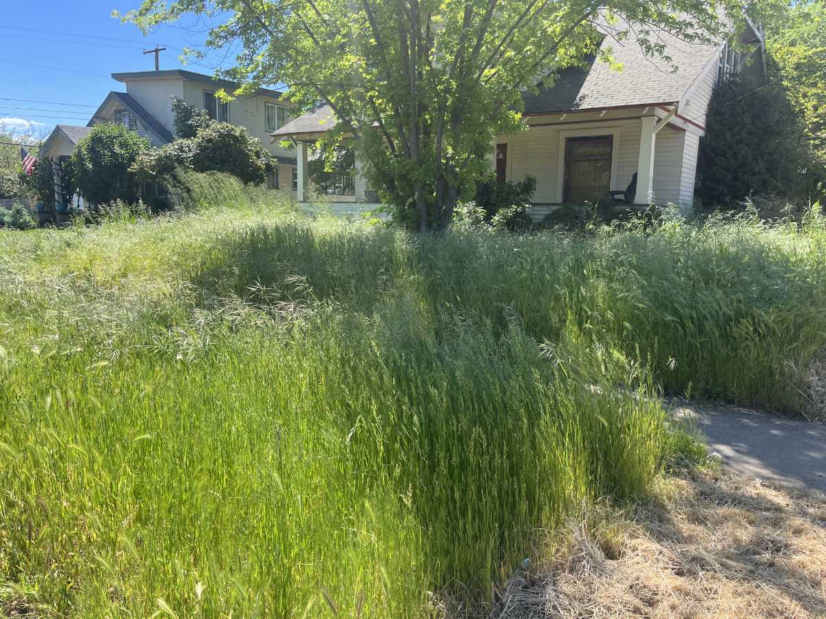 How to Mow Overgrown Lawn with a Push Mower - Earl's Yard Services