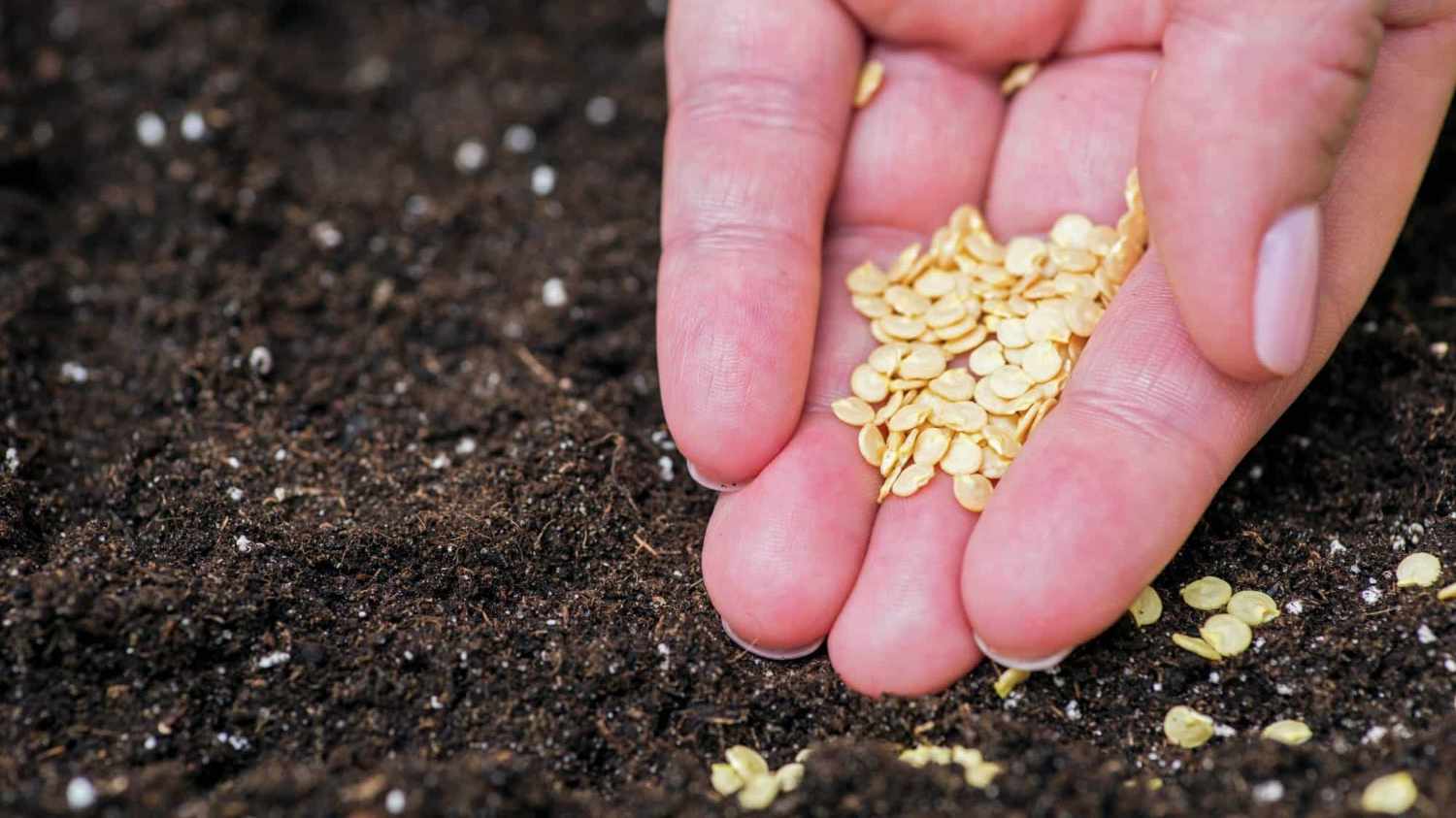 How to Grow Bell Peppers from Seed - Earl's Yard Services