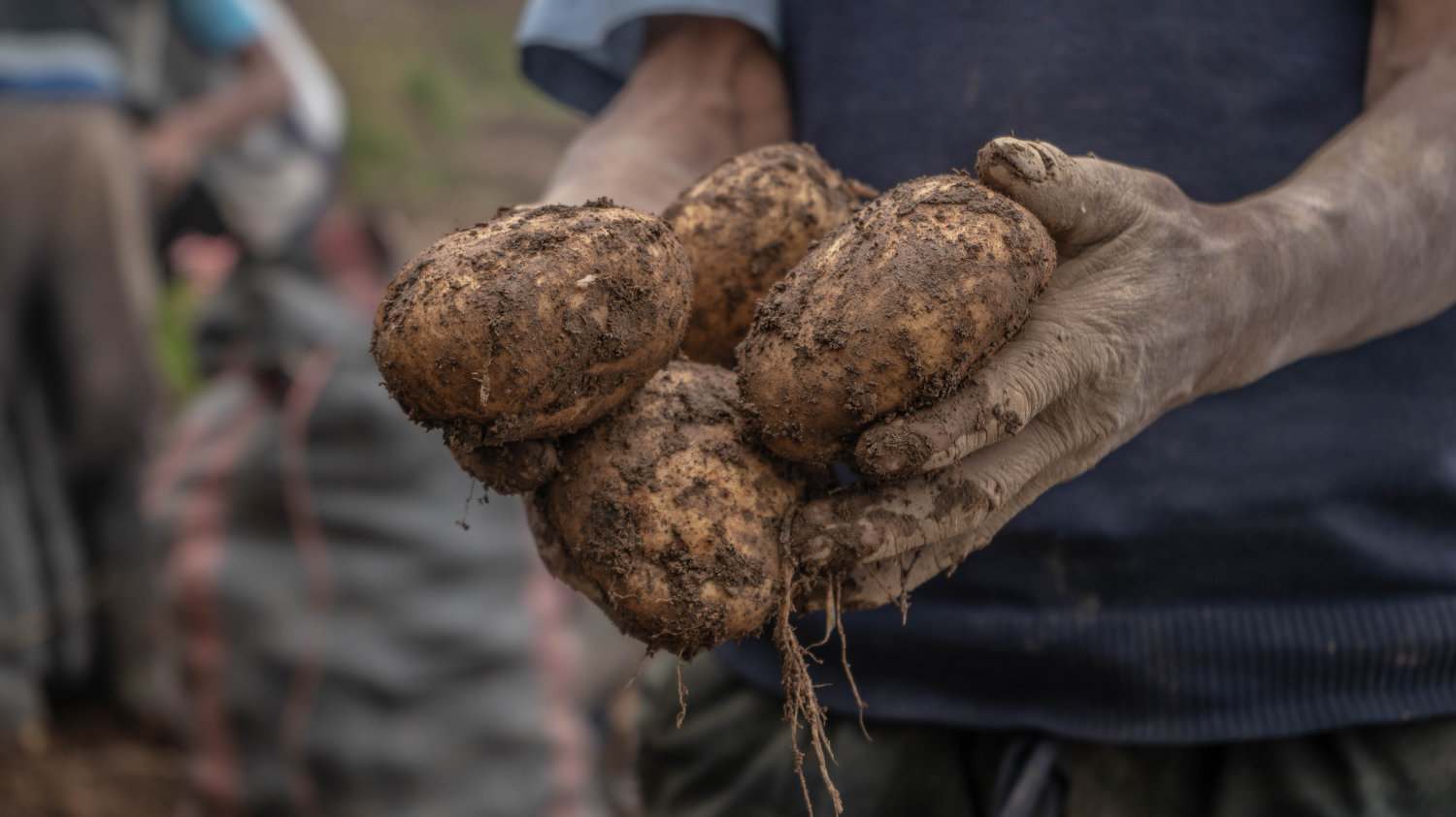 Growing Potatoes: An Easy Guide - Earl's Yard Services