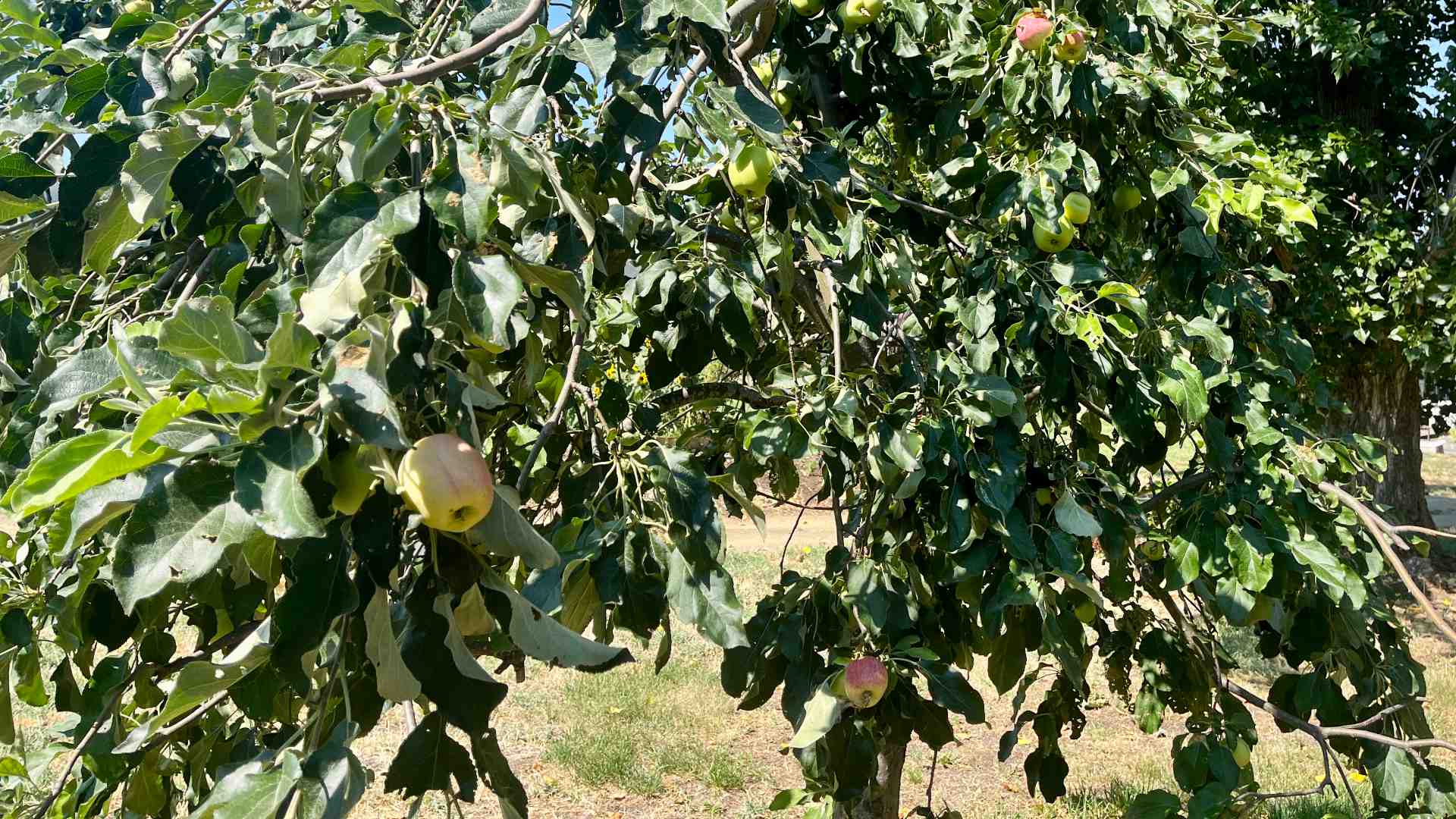 How to Prune Apple Trees - Earl's Yard Services